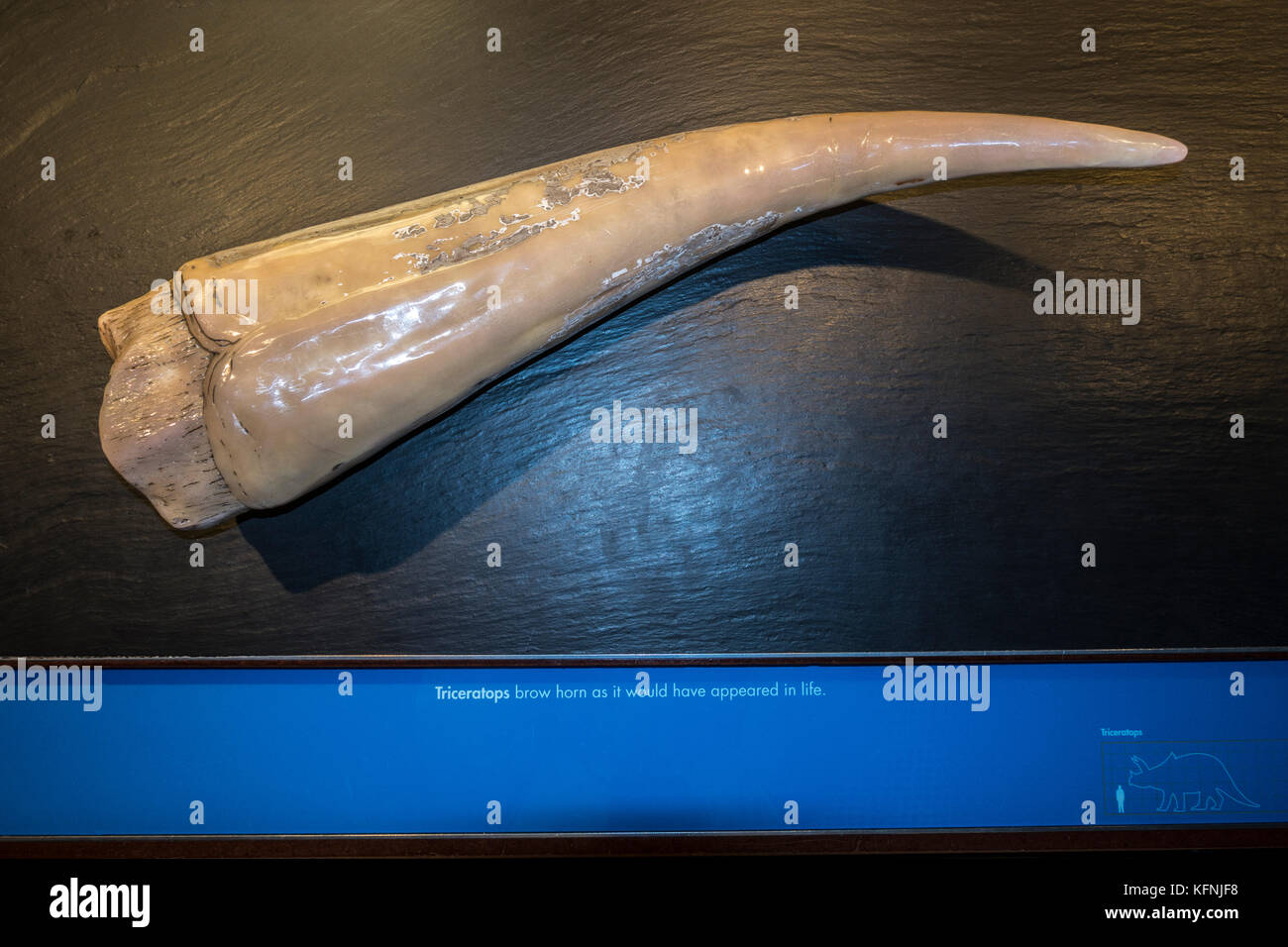 Three horned dinosaur hi-res stock photography and images - Alamy