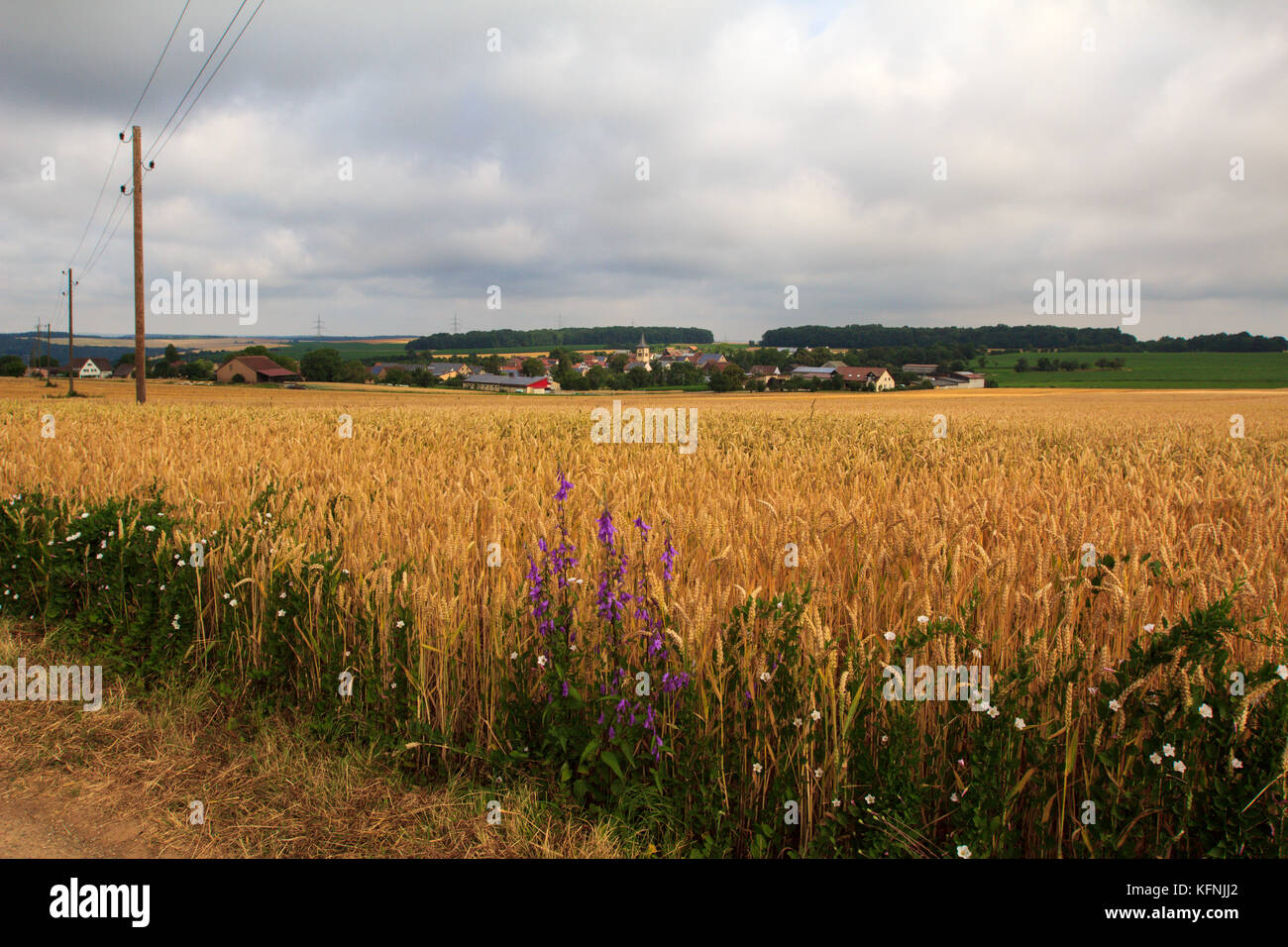 Agriculture / Harvest / Spikes in the field Stock Photo - Alamy