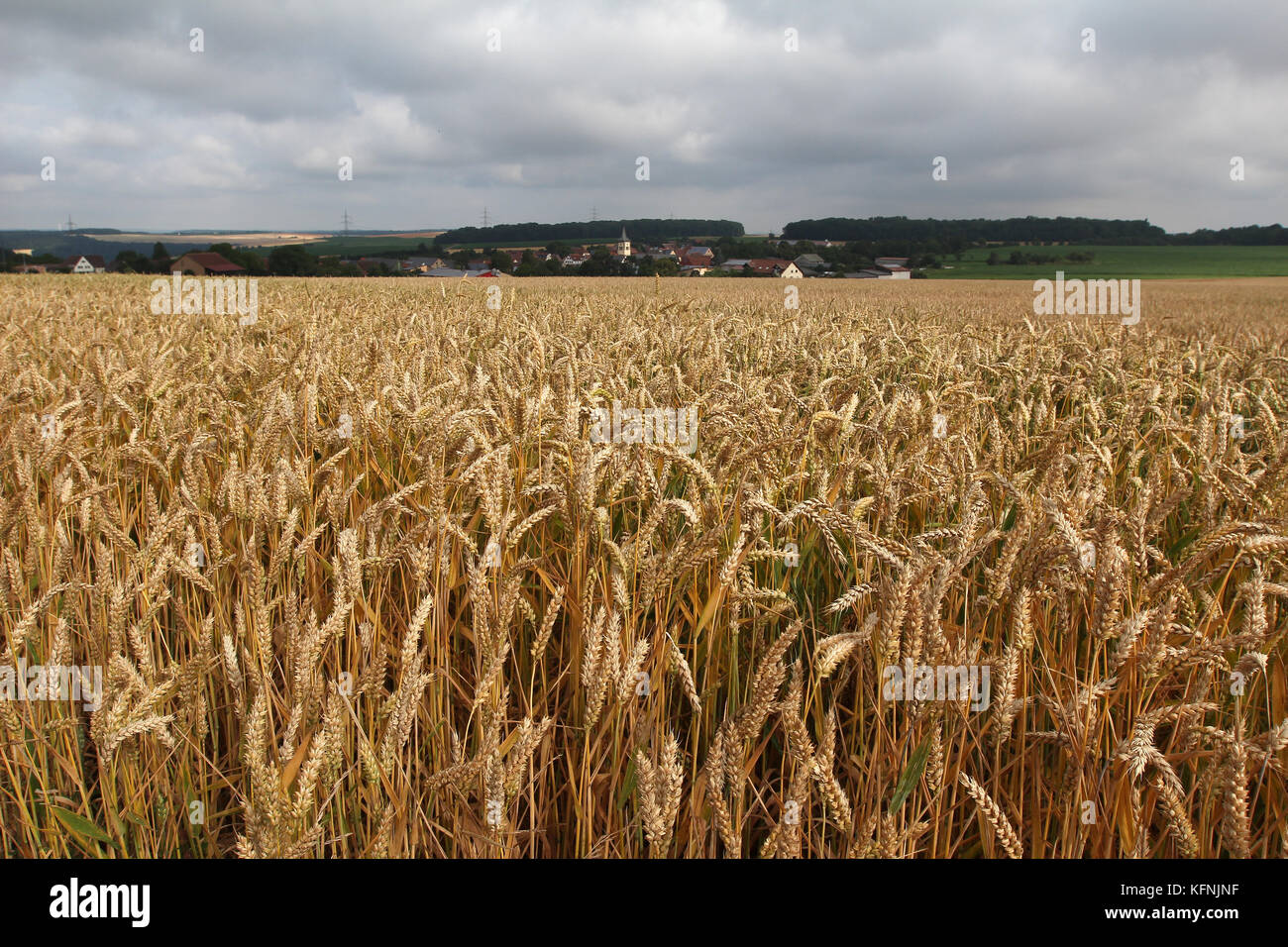 Agriculture / Harvest / Spikes in the field Stock Photo - Alamy