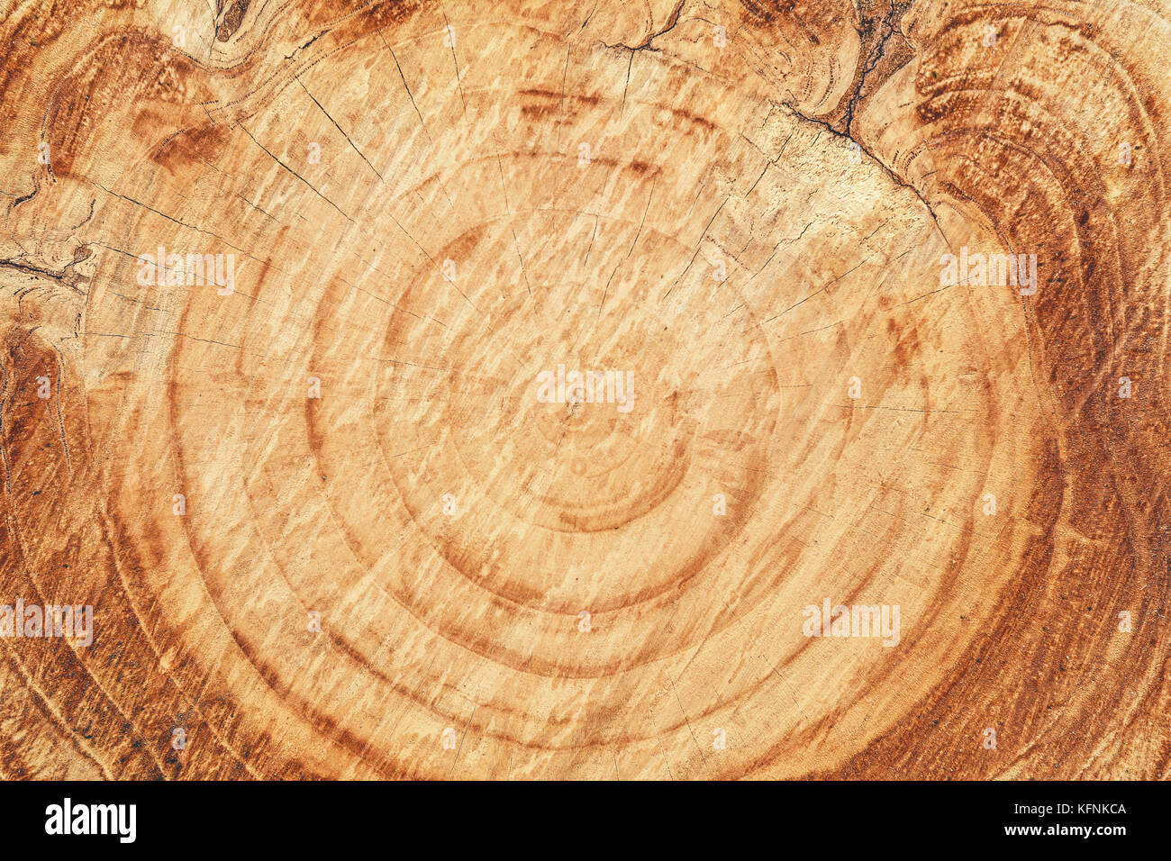 Tree section hi-res stock photography and images - Alamy