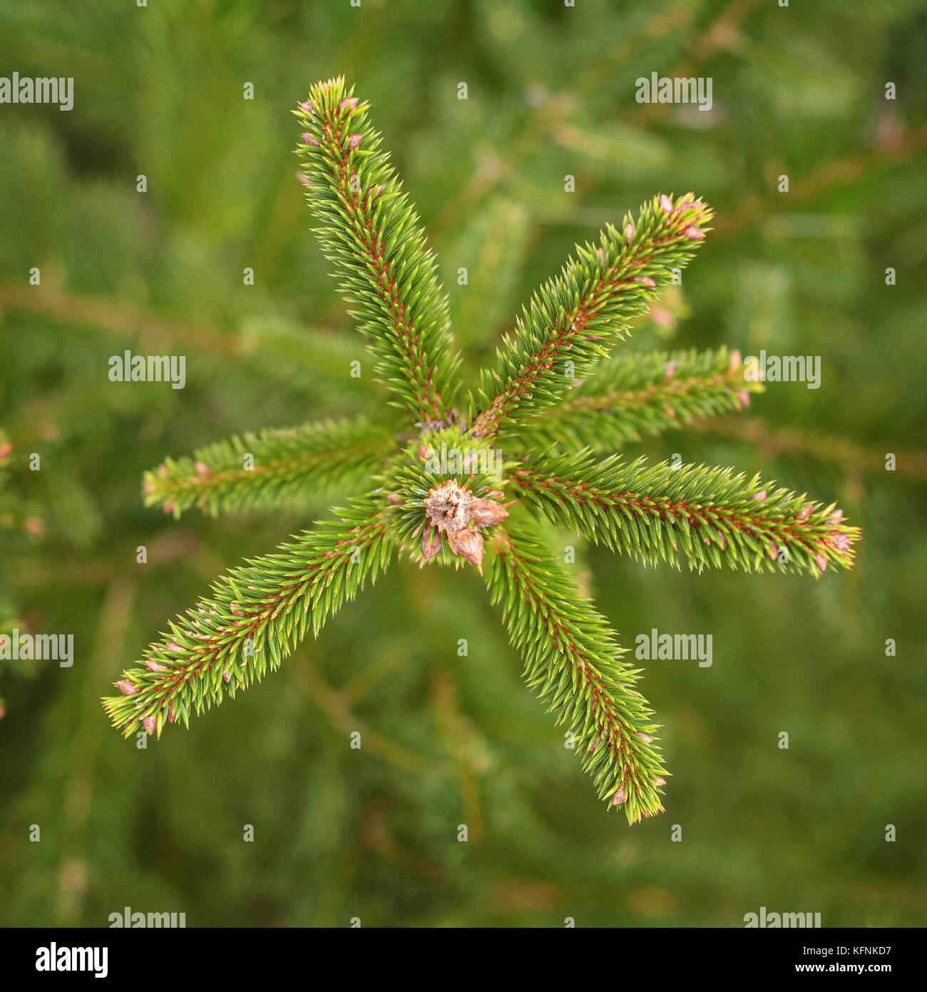 closeup photo of fir branch with buds in springtime Stock Photo - Alamy
