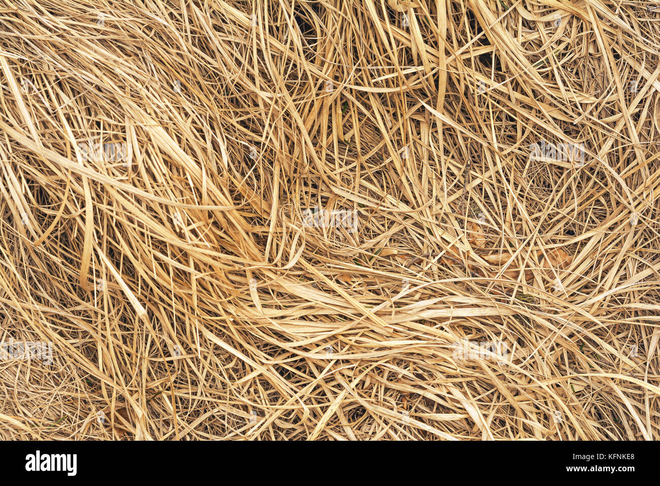 dry grass background closeup texture Stock Photo - Alamy