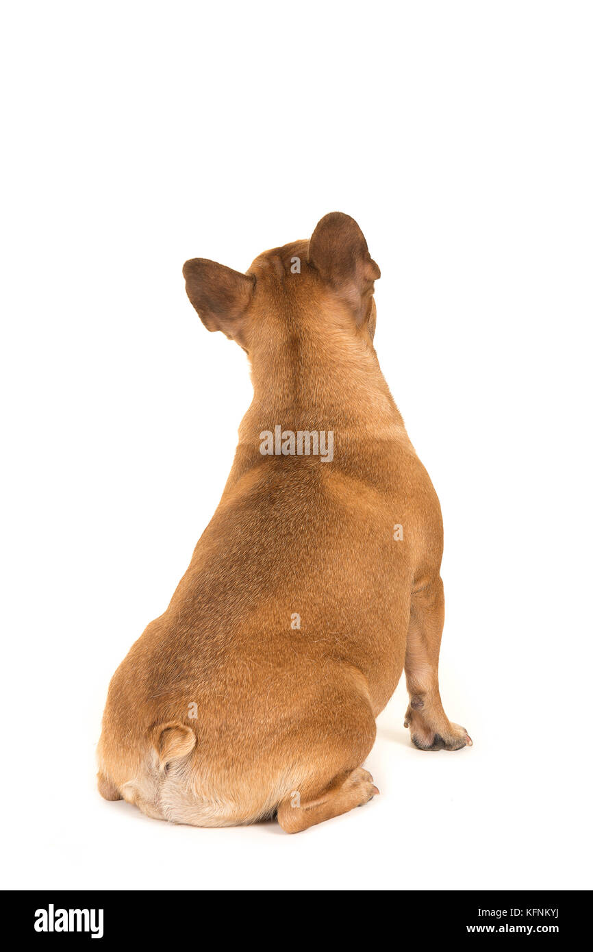 Sitting french bulldog dog seen at its back looking up isolated on a ...