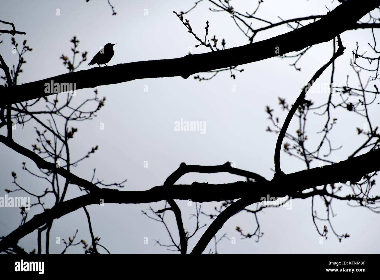 Silhouette small bird in hi-res stock photography and images - Alamy