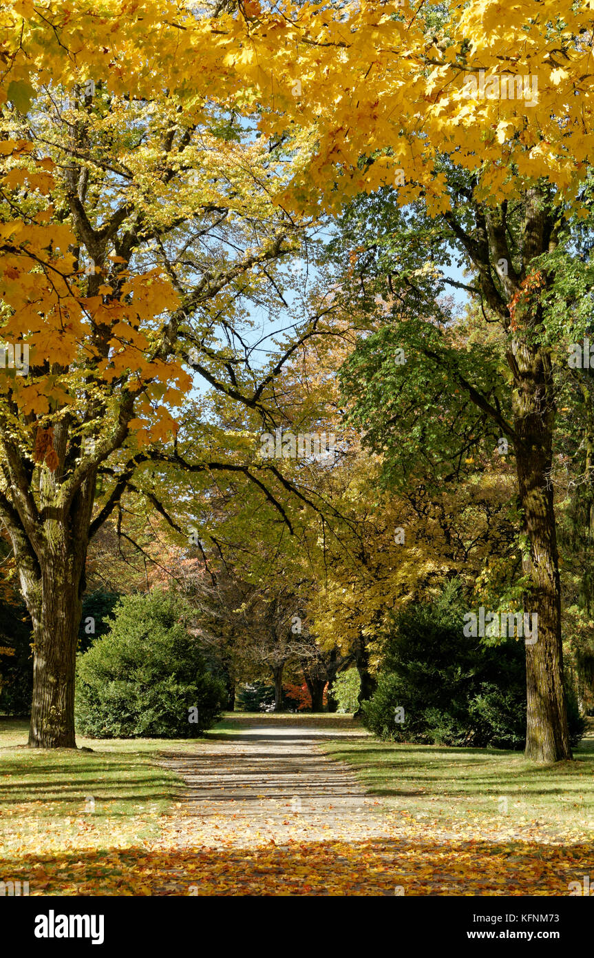Path covered in colorful red and yellow sugar maple tree leaves ...