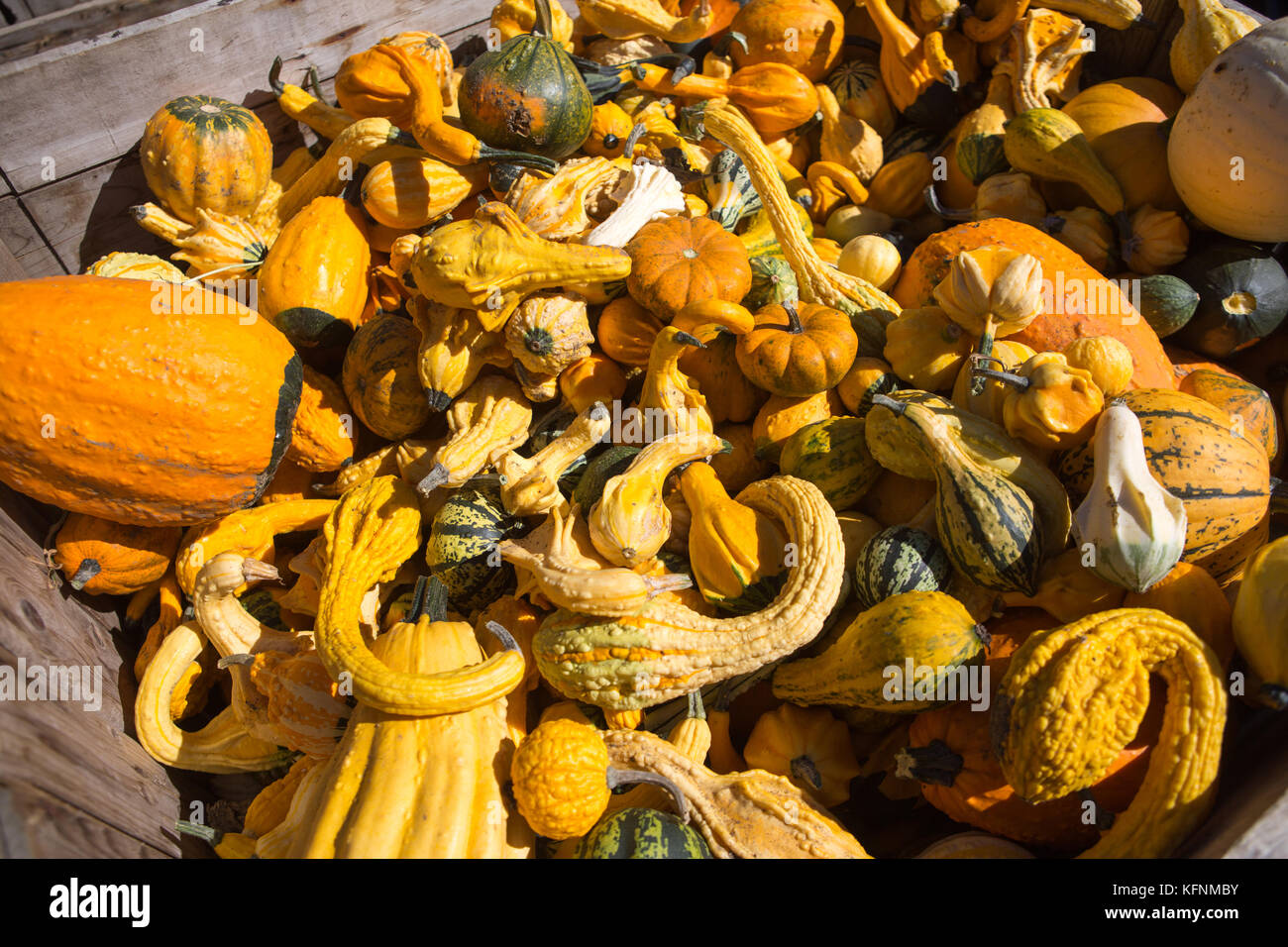 Halloween pumpkin at a farm Stock Photo - Alamy
