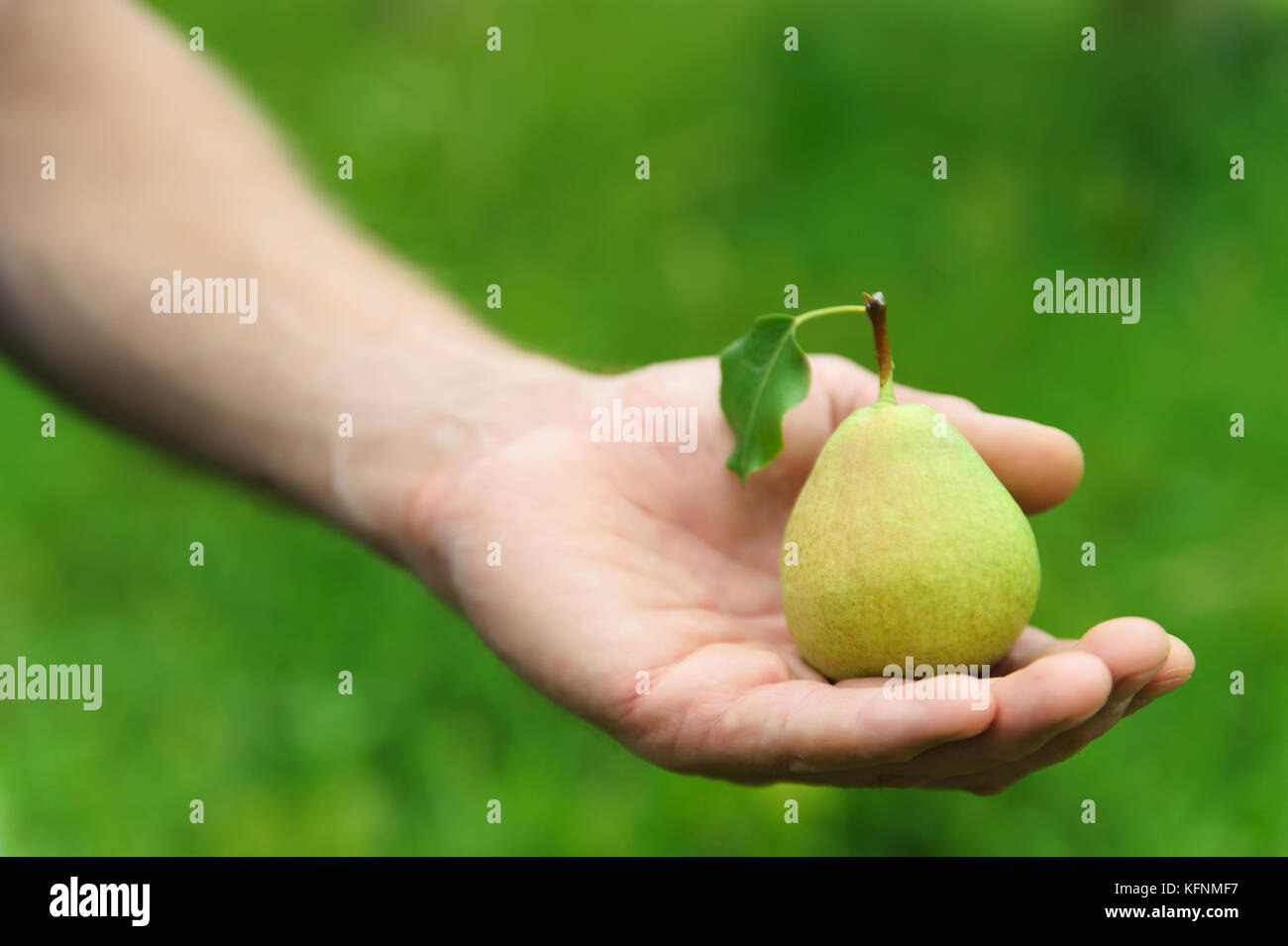 Human hand holding a pear on the green blurry background Stock Photo ...