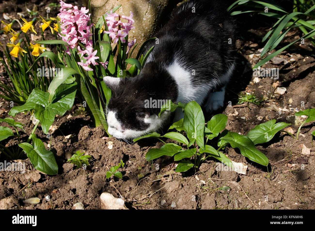 black and white tom cat eating plants in garden Stock Photo - Alamy