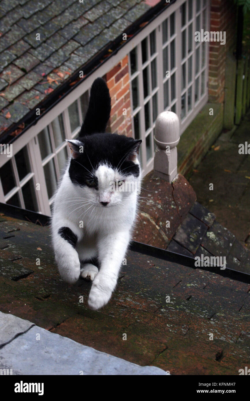 Roof cat jumping hi-res stock photography and images - Alamy