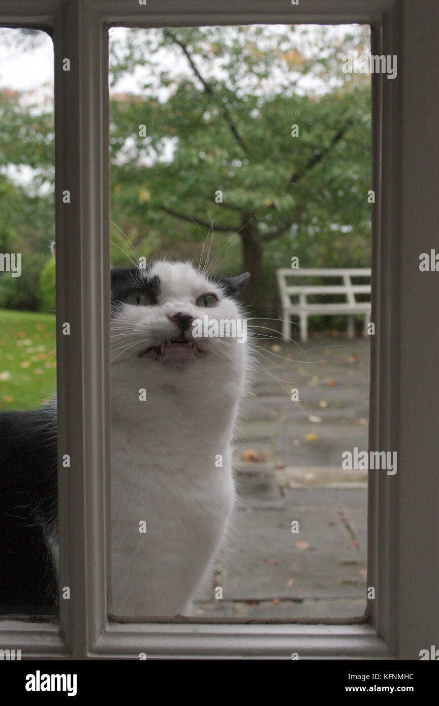cat sitting at window meowing to come in Stock Photo - Alamy
