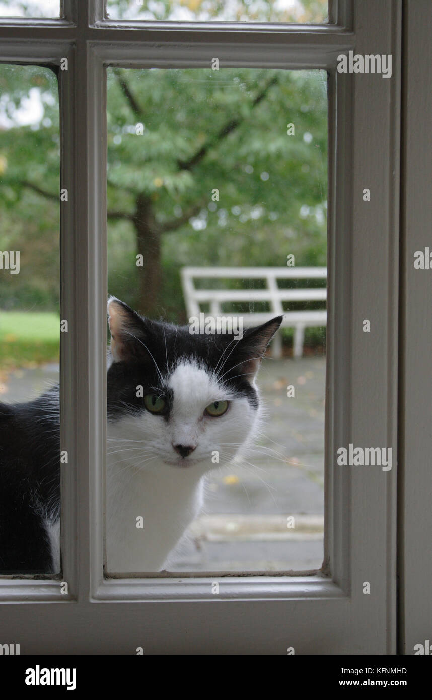 Cat through glass cat hi-res stock photography and images - Alamy