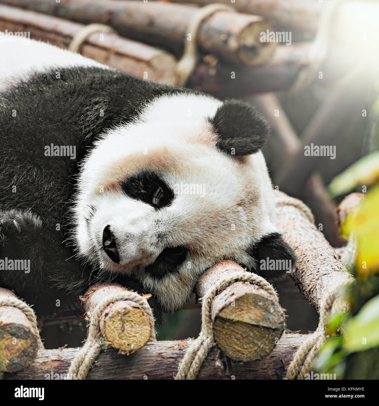Image of Giant Panda sleeping in the park Stock Photo - Alamy