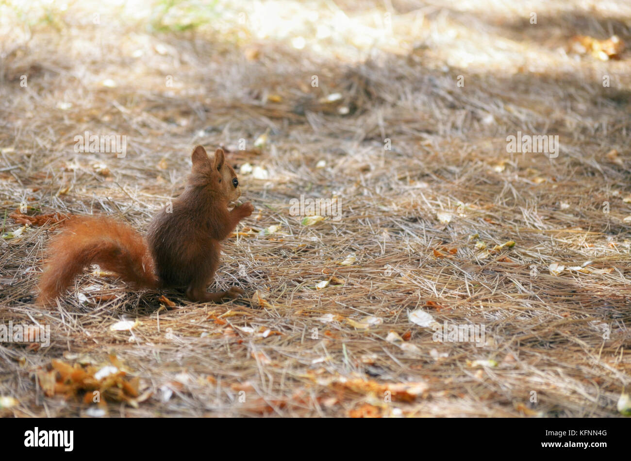 Little red squirrel, on the ground, eating a pinecone. Wildlife inside ...