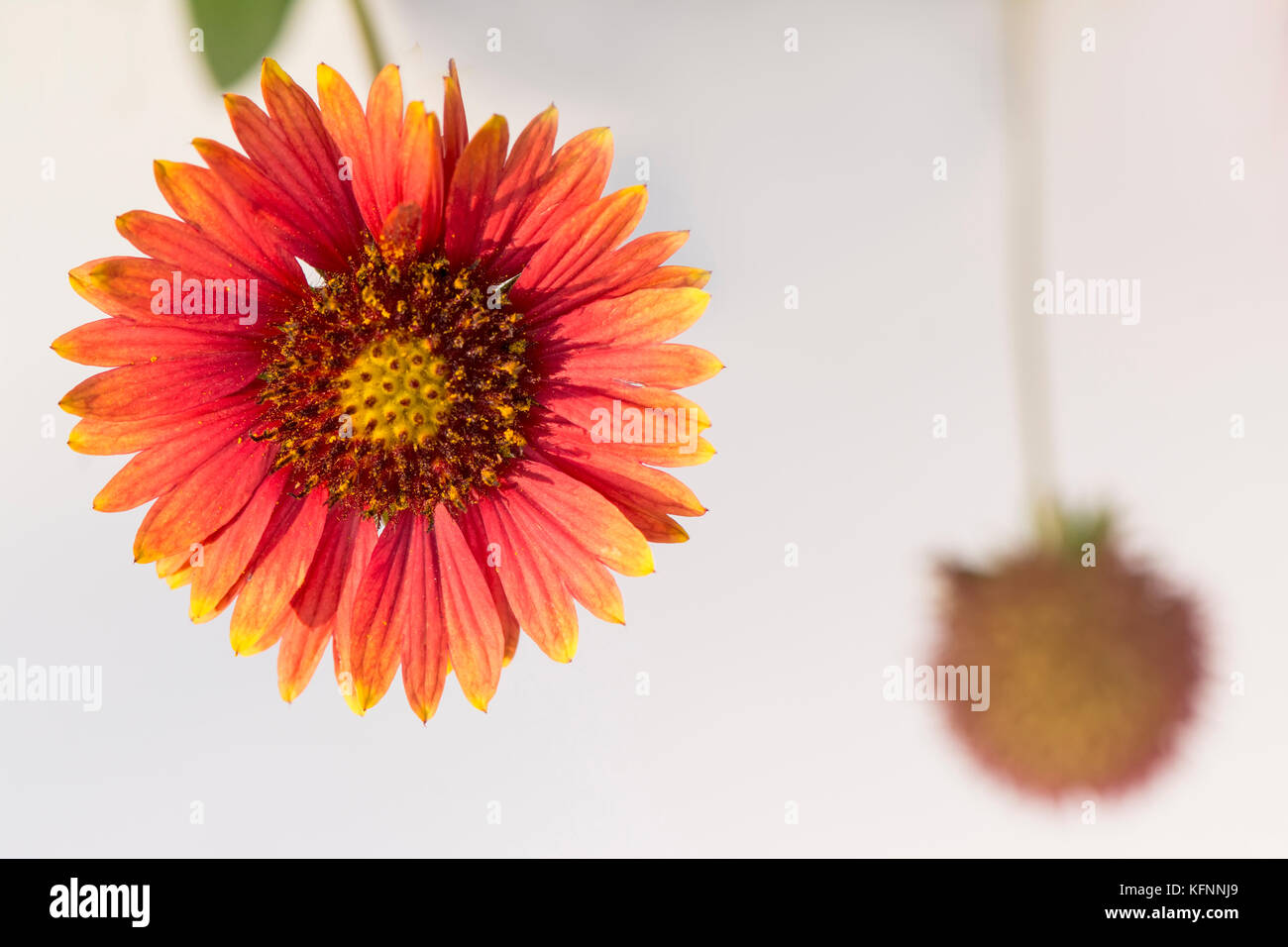 Colorful echinacea flower and bud, top view point Stock Photo - Alamy