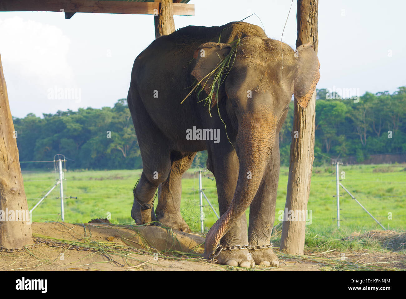 Beautiful elephant chained in a wooden pillar under a tructure at ...