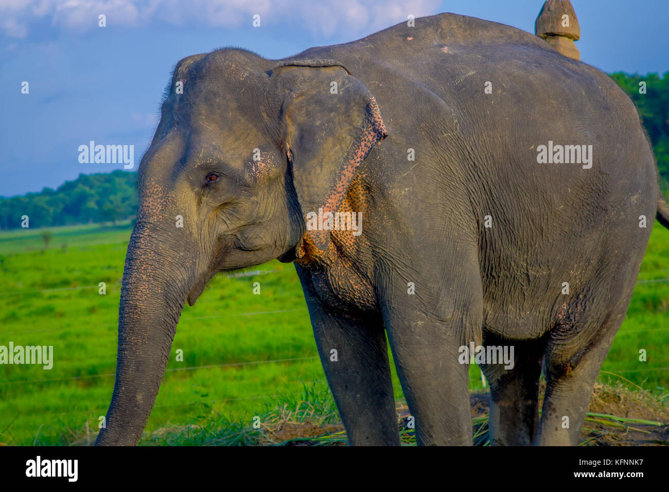 Close up of beautiful sad elephant chained in a wooden pillar at ...