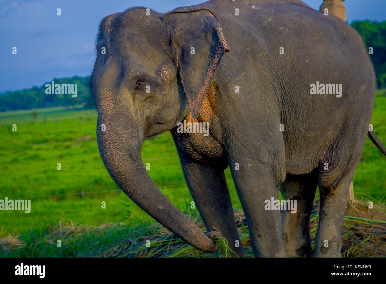 Close up of beautiful sad elephant chained in a wooden pillar at ...