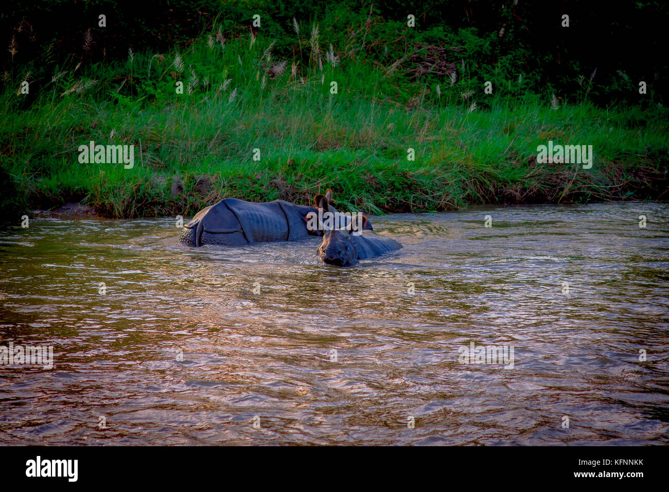 Beautiful rhino is bathing in river in Chitwan national park Stock ...