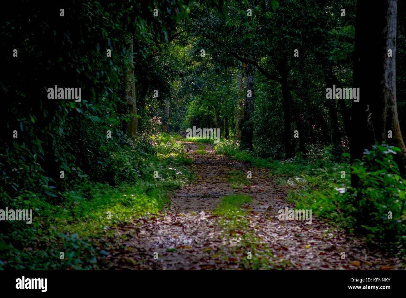 Beautiful view of a clay path inside of the forest in Chitwan National ...