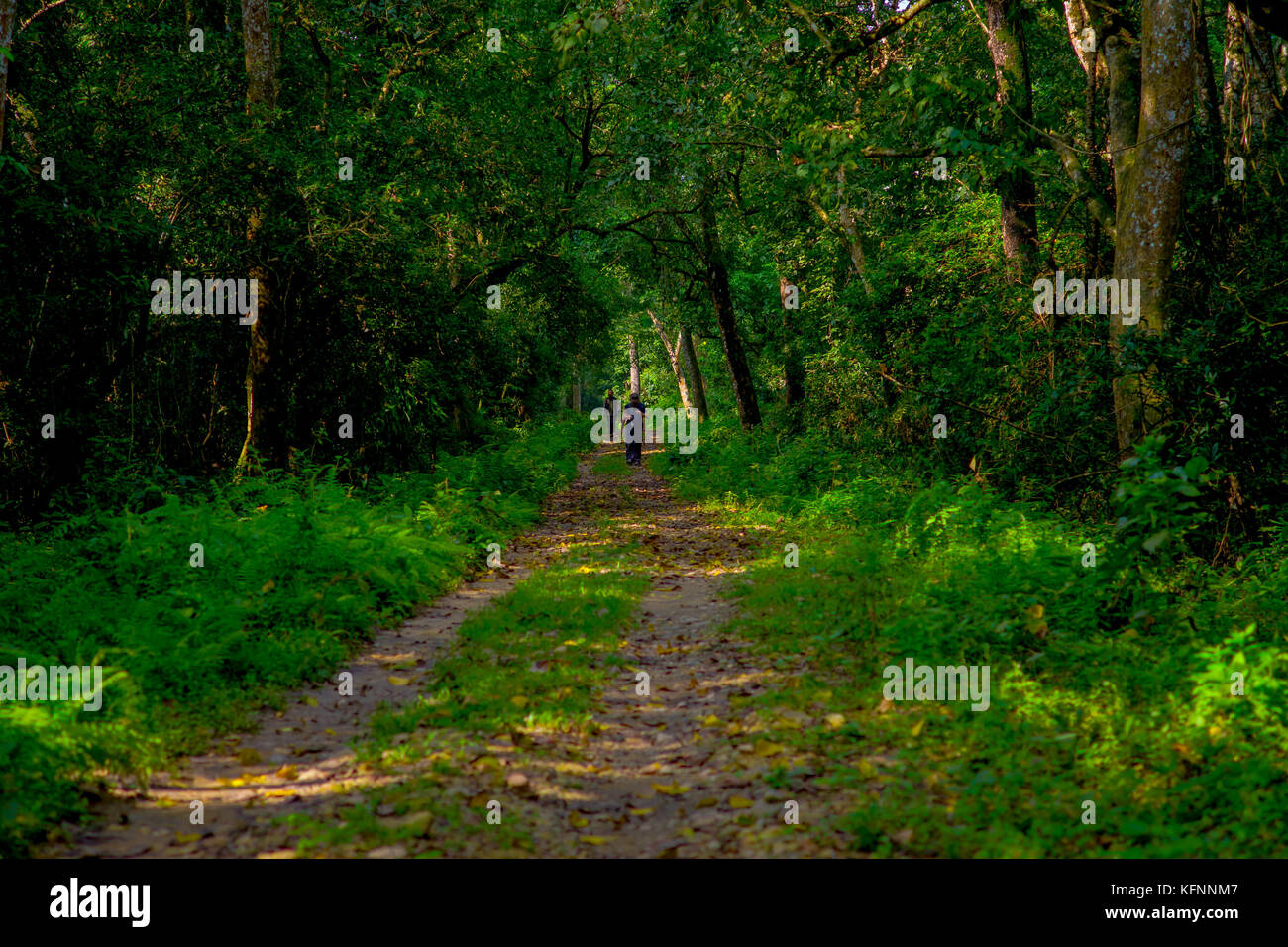 Beautiful view of a clay path inside of the forest in Chitwan National ...