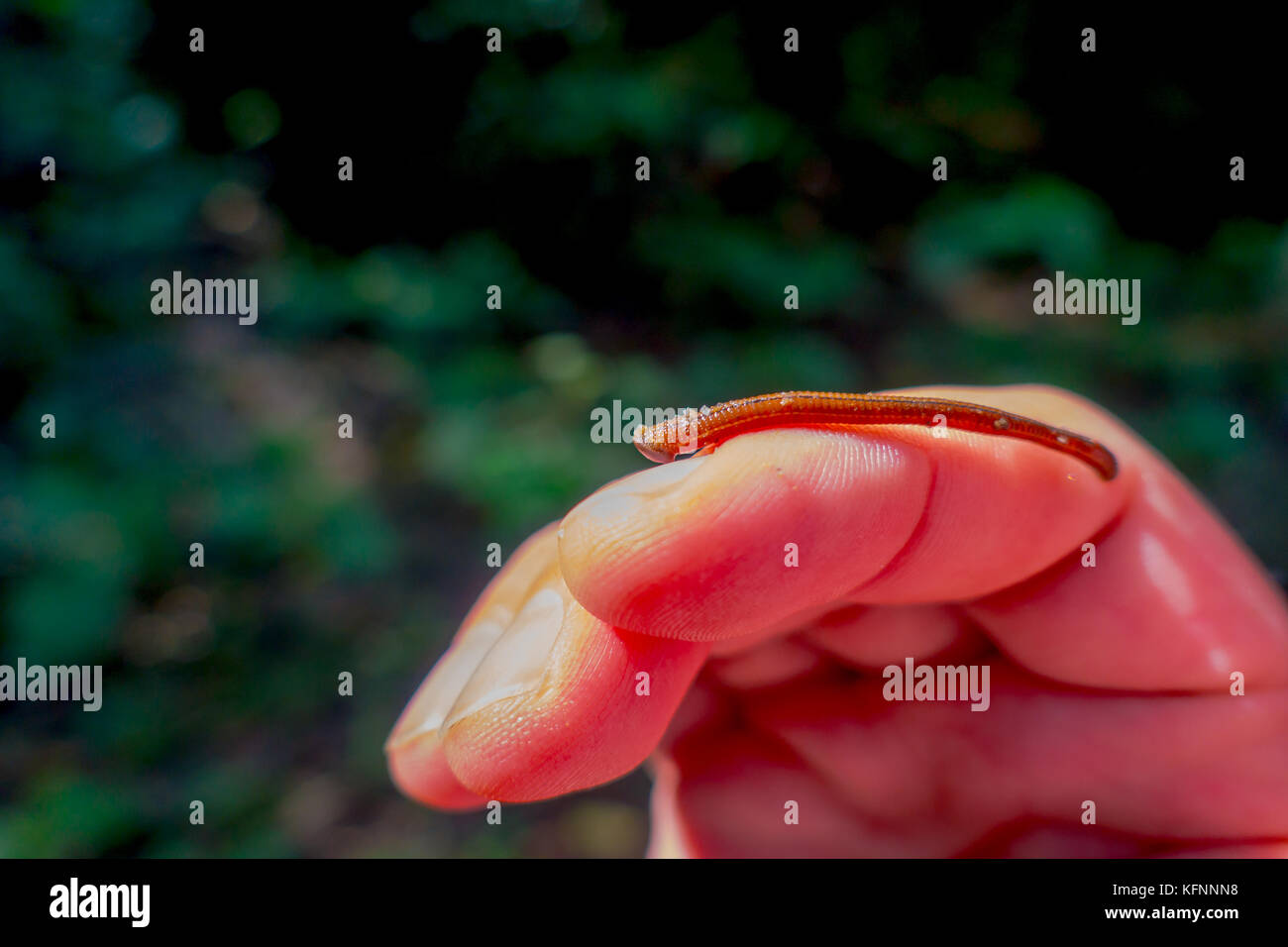 Leech bite hi-res stock photography and images - Alamy