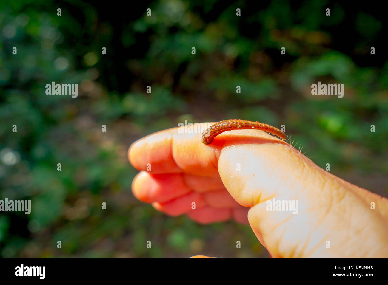 Leech bite hi-res stock photography and images - Alamy