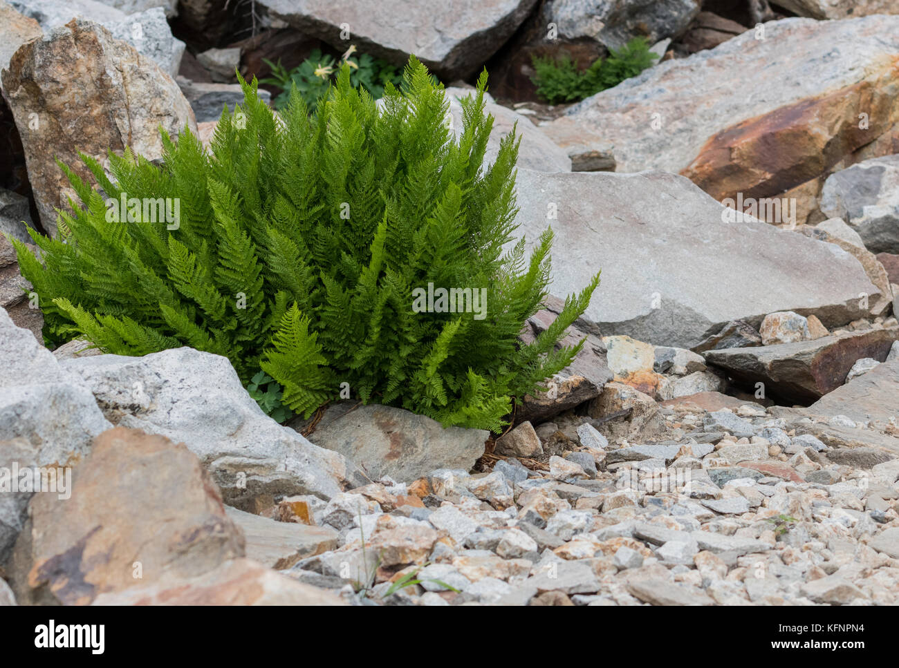 Large Fern Growing in Boulder Field in high mountain wilderness Stock ...