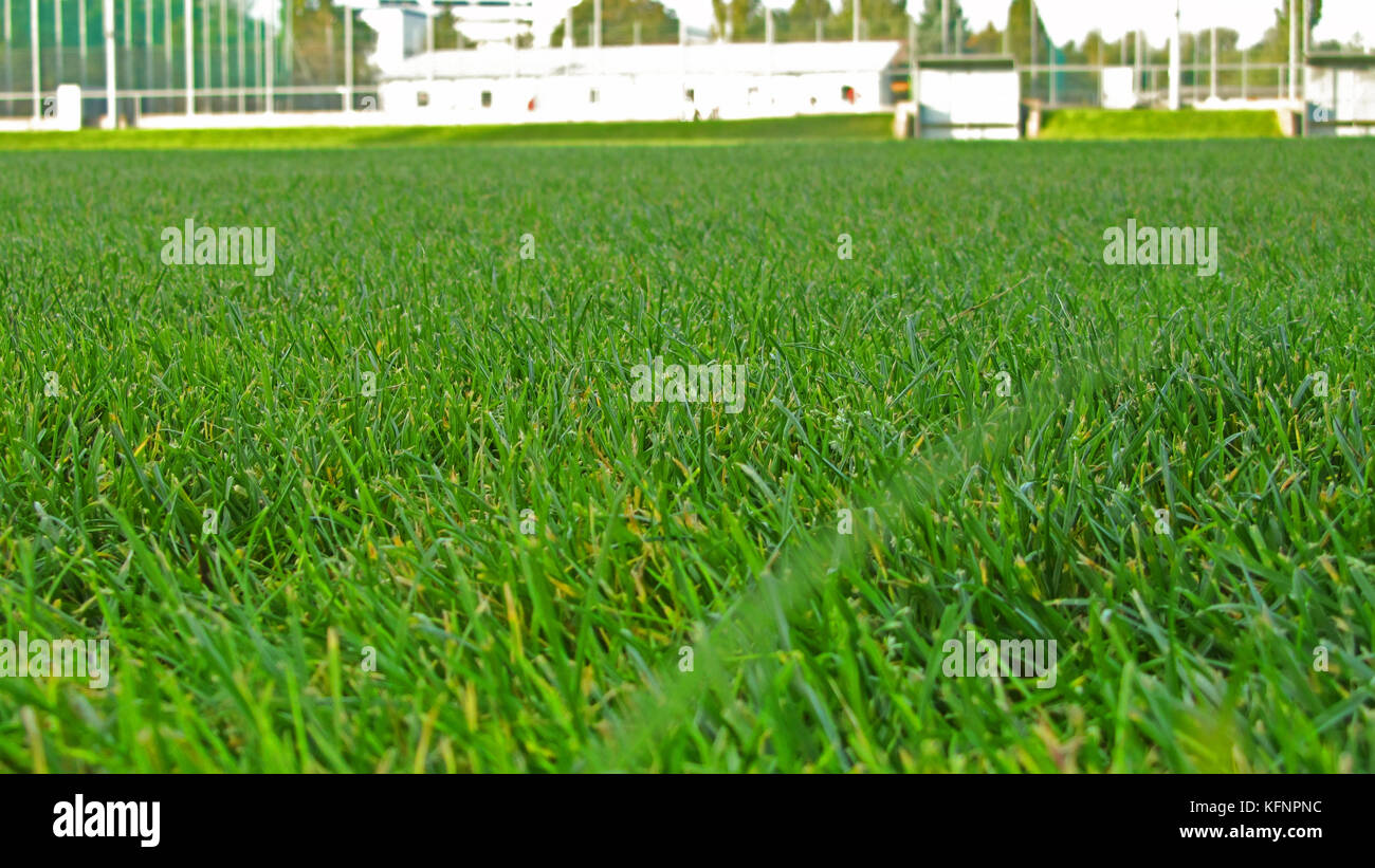 Low angle view of a soccer field, lush green grass Stock Photo - Alamy