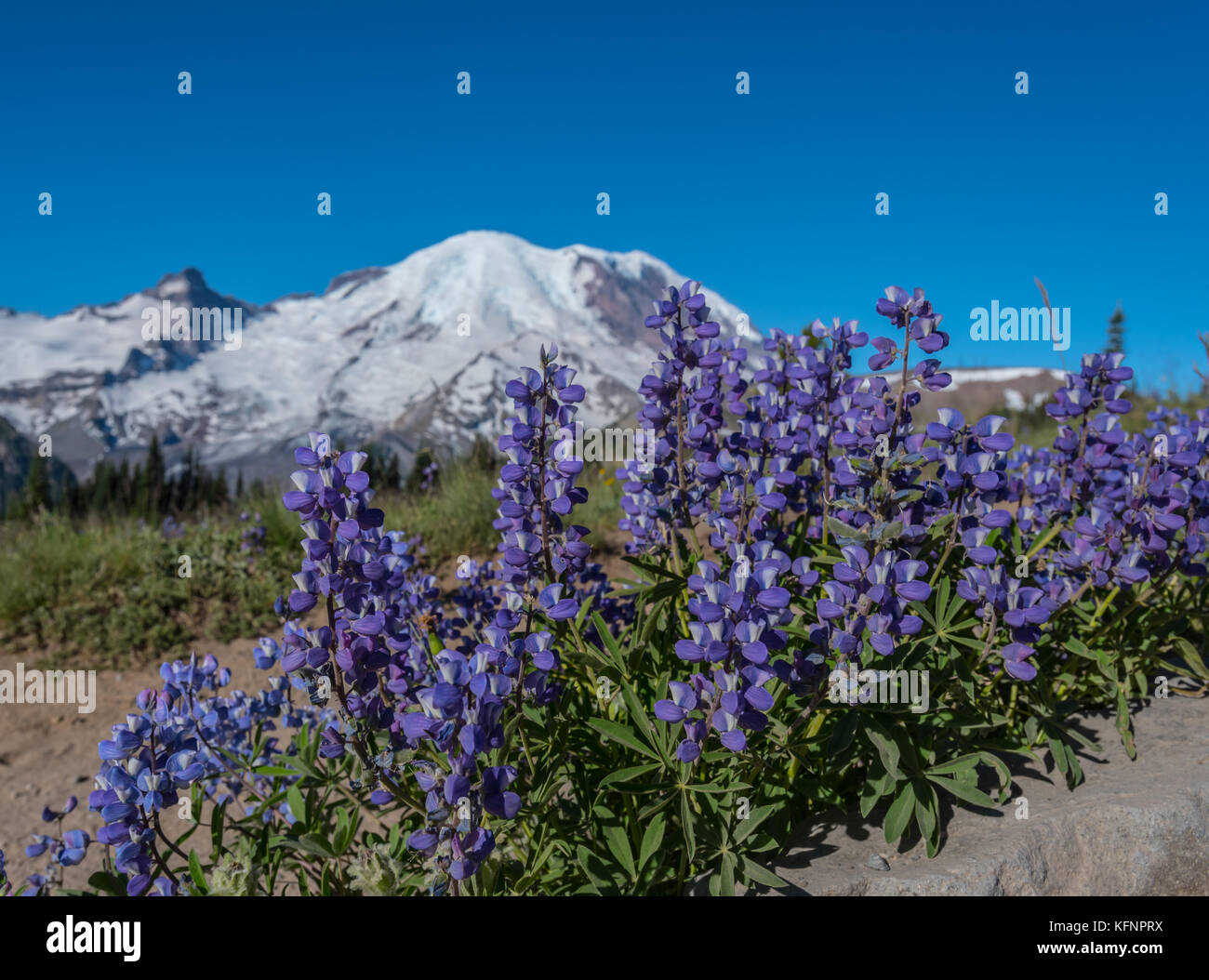Lupine Bloom Below Mount Rainier in Sunrise region of park Stock Photo ...