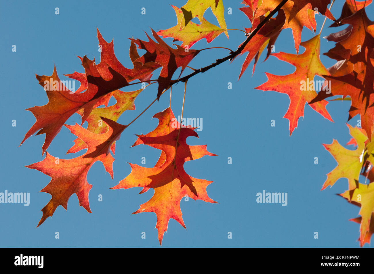 Translucent leaves hi-res stock photography and images - Alamy