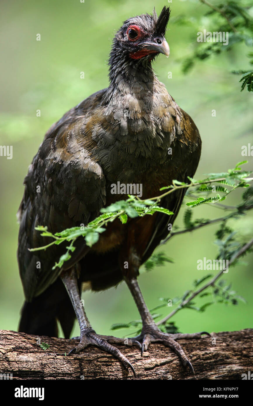 Chaachalaca o West Mexican Chachalaca. Ortalis Poliocephala (nc ...