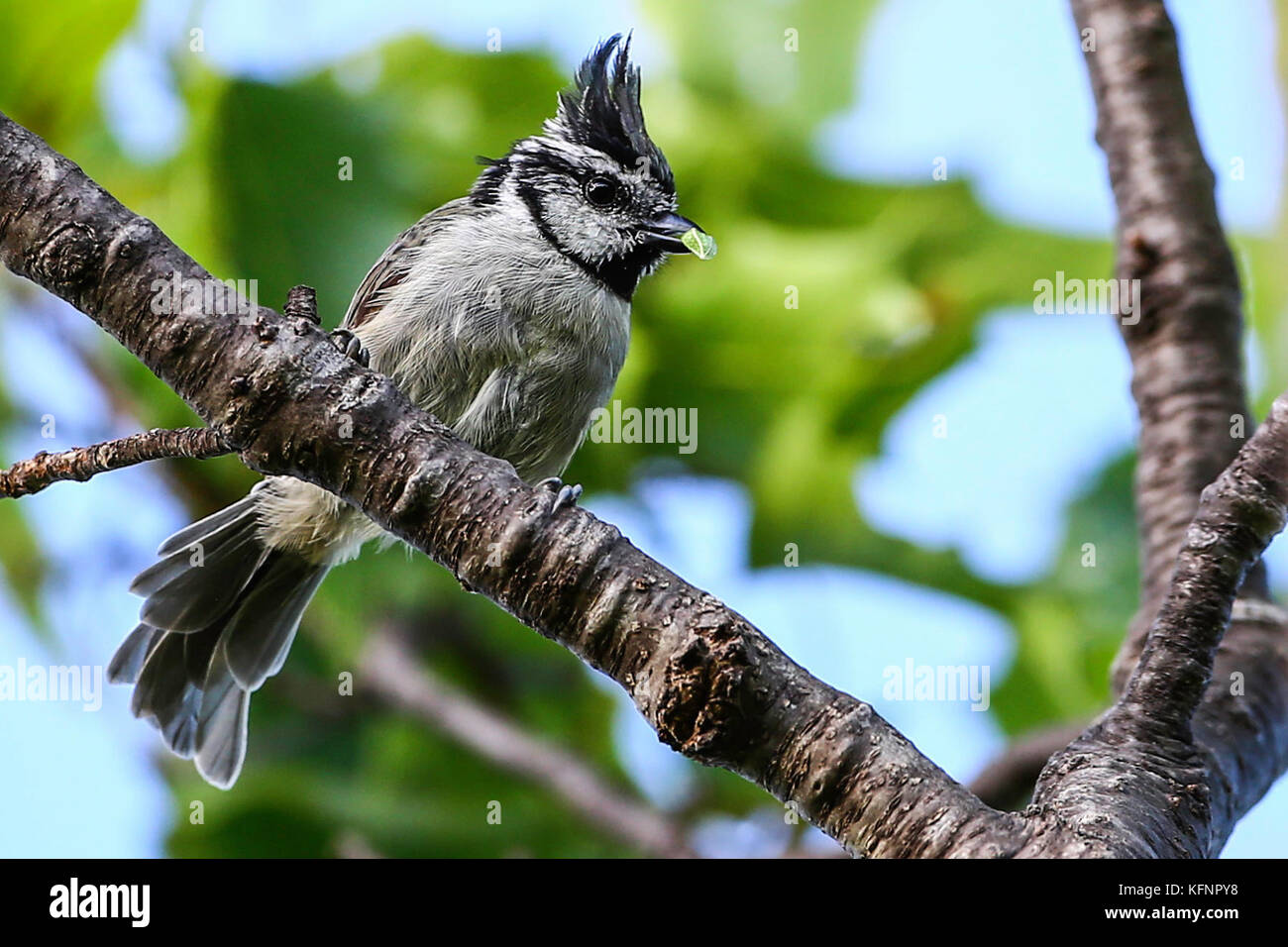 Carbonerito o Bridled Titmause. Se encuentra en el pino y Encino ...