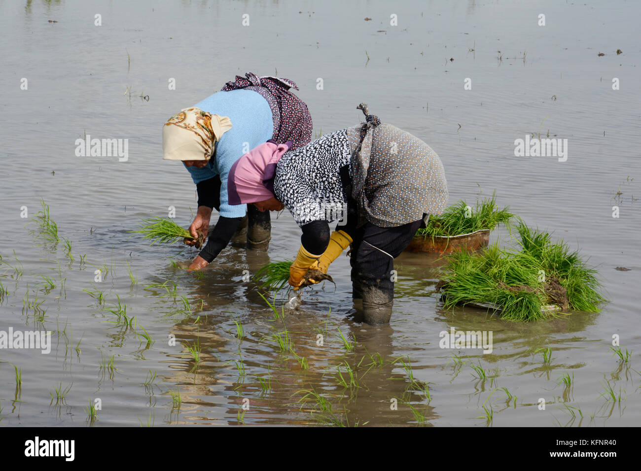 Gilan Women