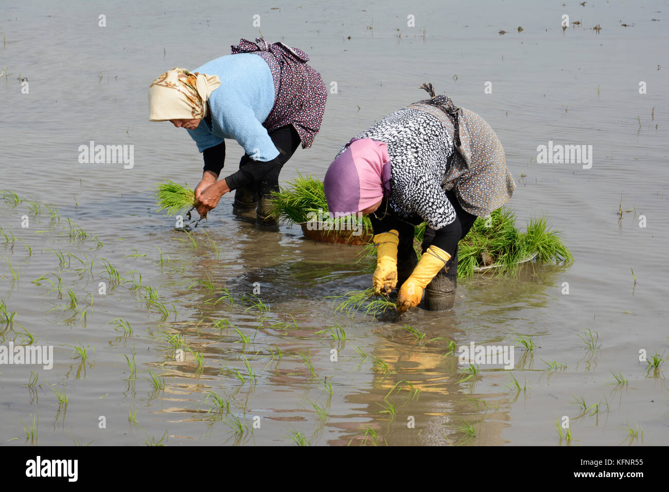 Gilan Province- North of IRAN-May 11, 2017 two women working on rice ...
