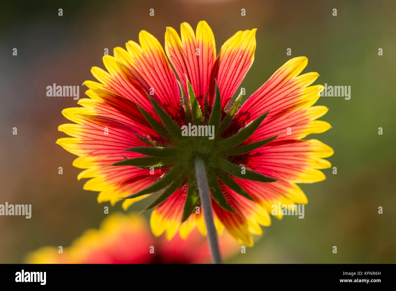 Underside of beautiful back-lit flower in full blooming, back-lit by ...