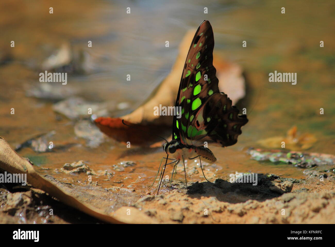 Blue green butterfly drinking water from earth moisture Stock Photo - Alamy