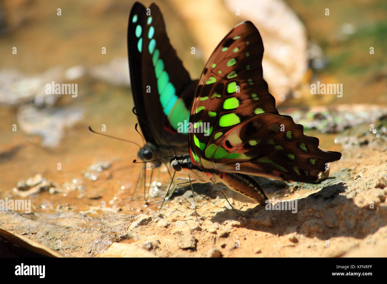 Blue green butterfly drinking water from earth moisture Stock Photo - Alamy