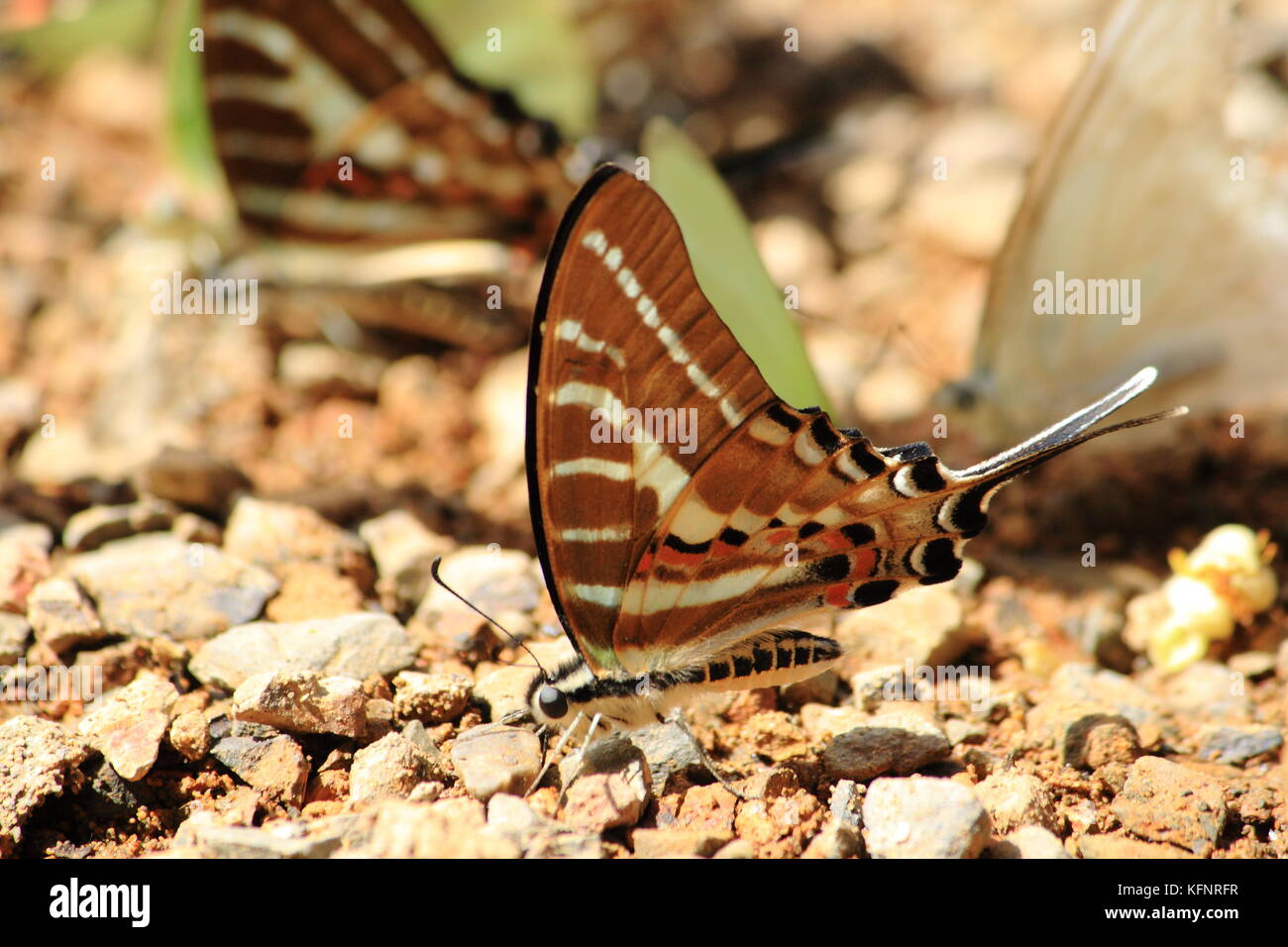 yellow butterfly drinking earth moisture Stock Photo - Alamy