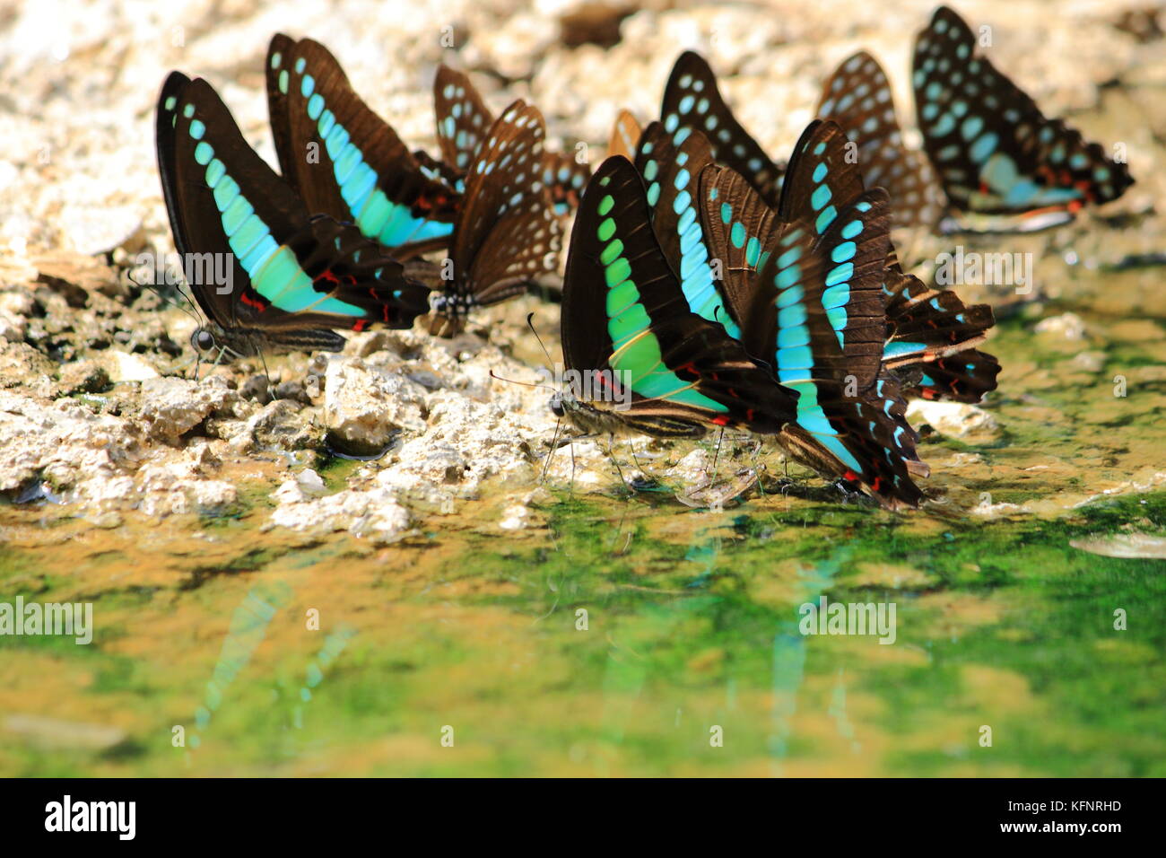 Blue green butterfly drinking water from earth moisture Stock Photo - Alamy