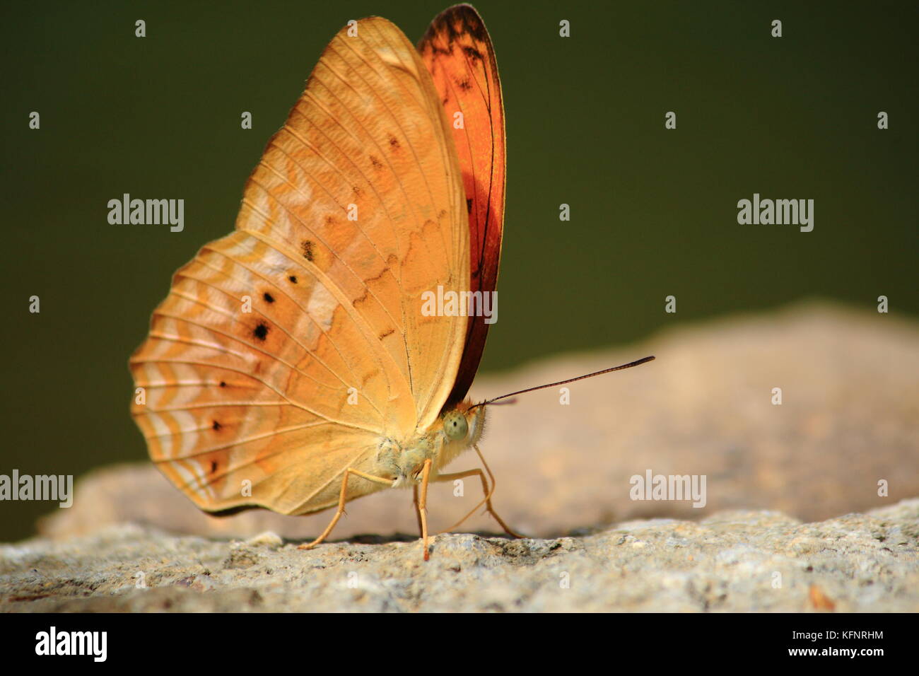 Orange butterfly drinking water from earth moisture Stock Photo - Alamy