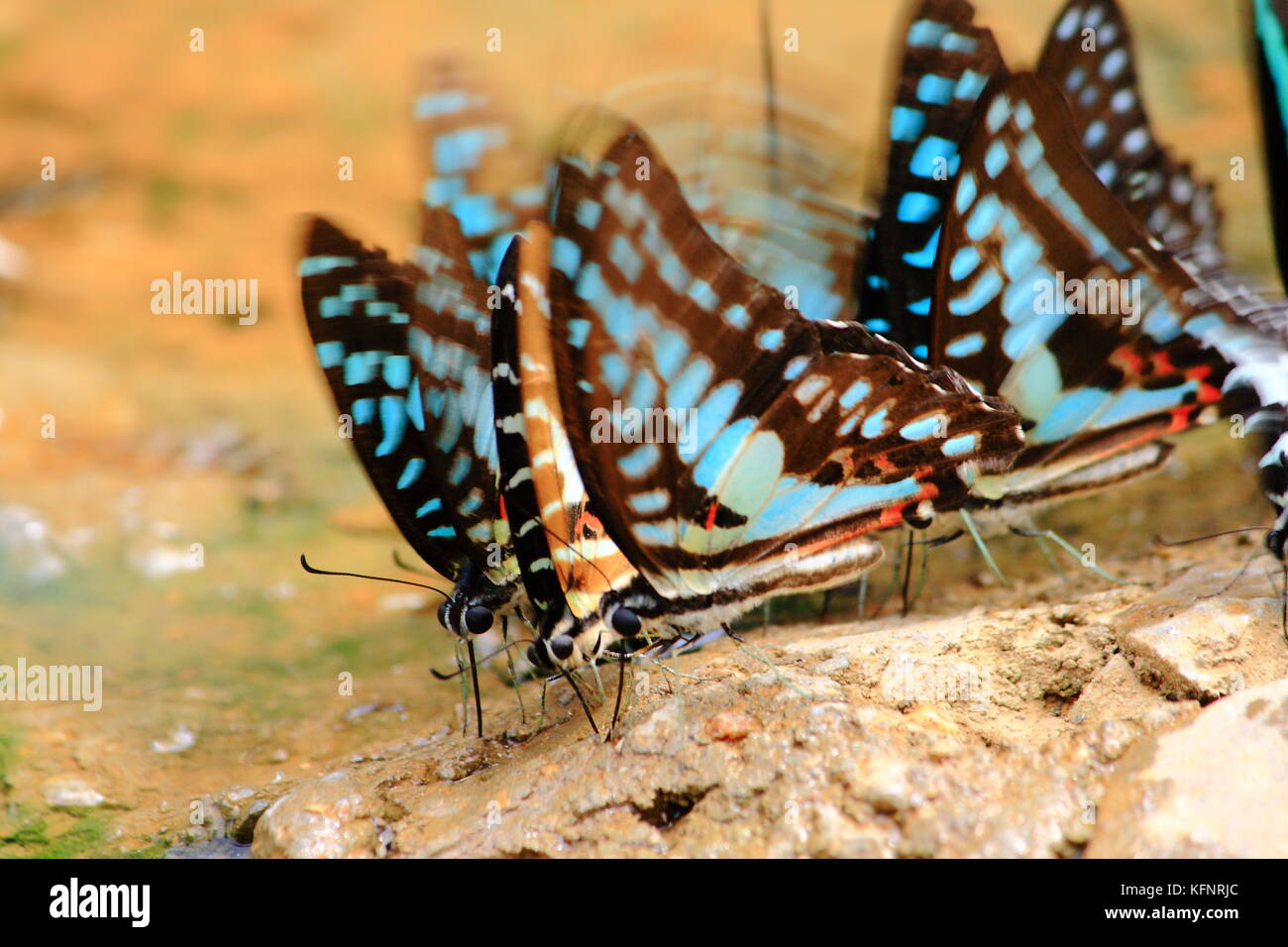 Blue green butterfly drinking water from earth moisture Stock Photo - Alamy