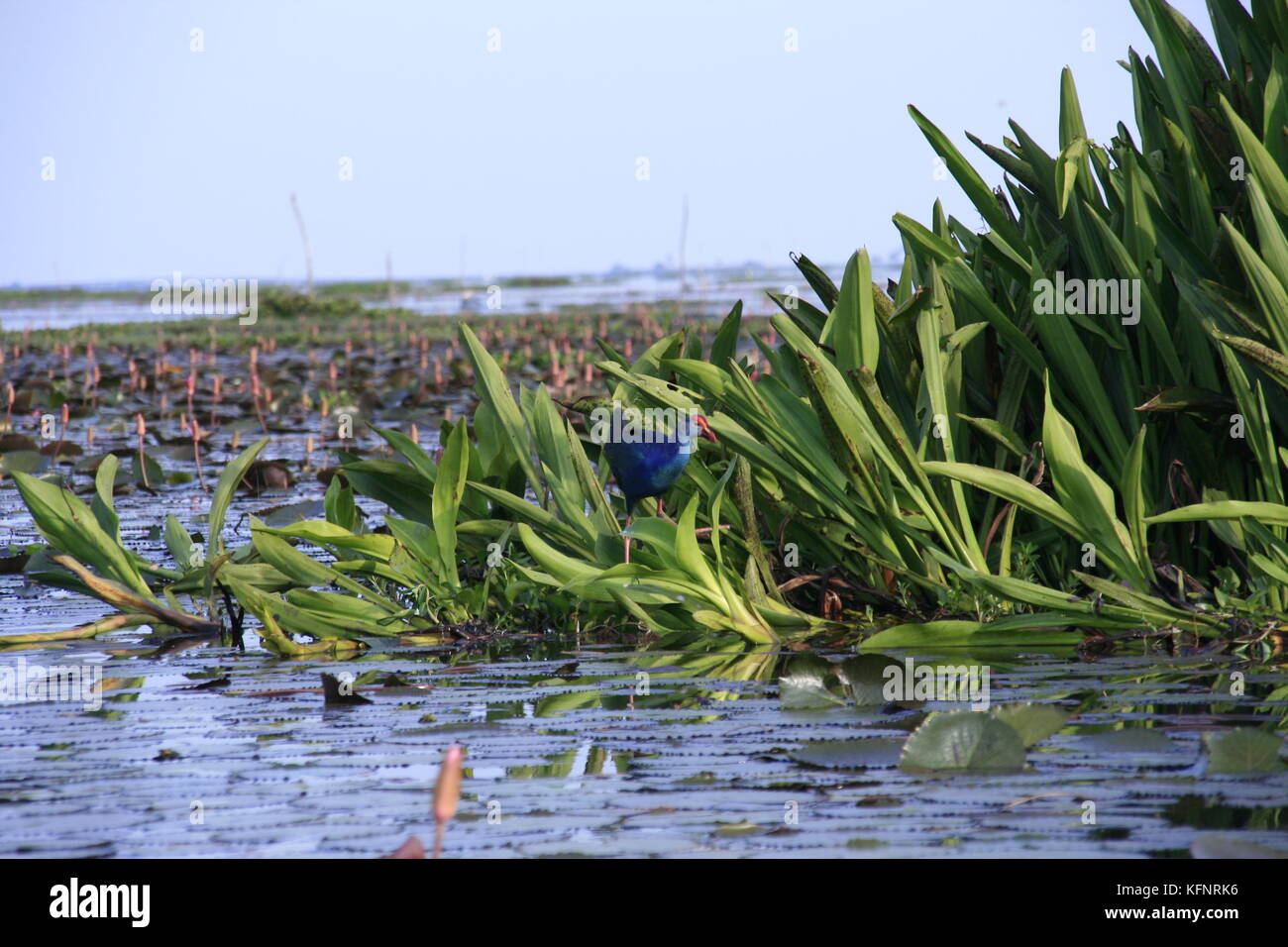 Purple swamphen wading out on marsh Lake Stock Photo - Alamy