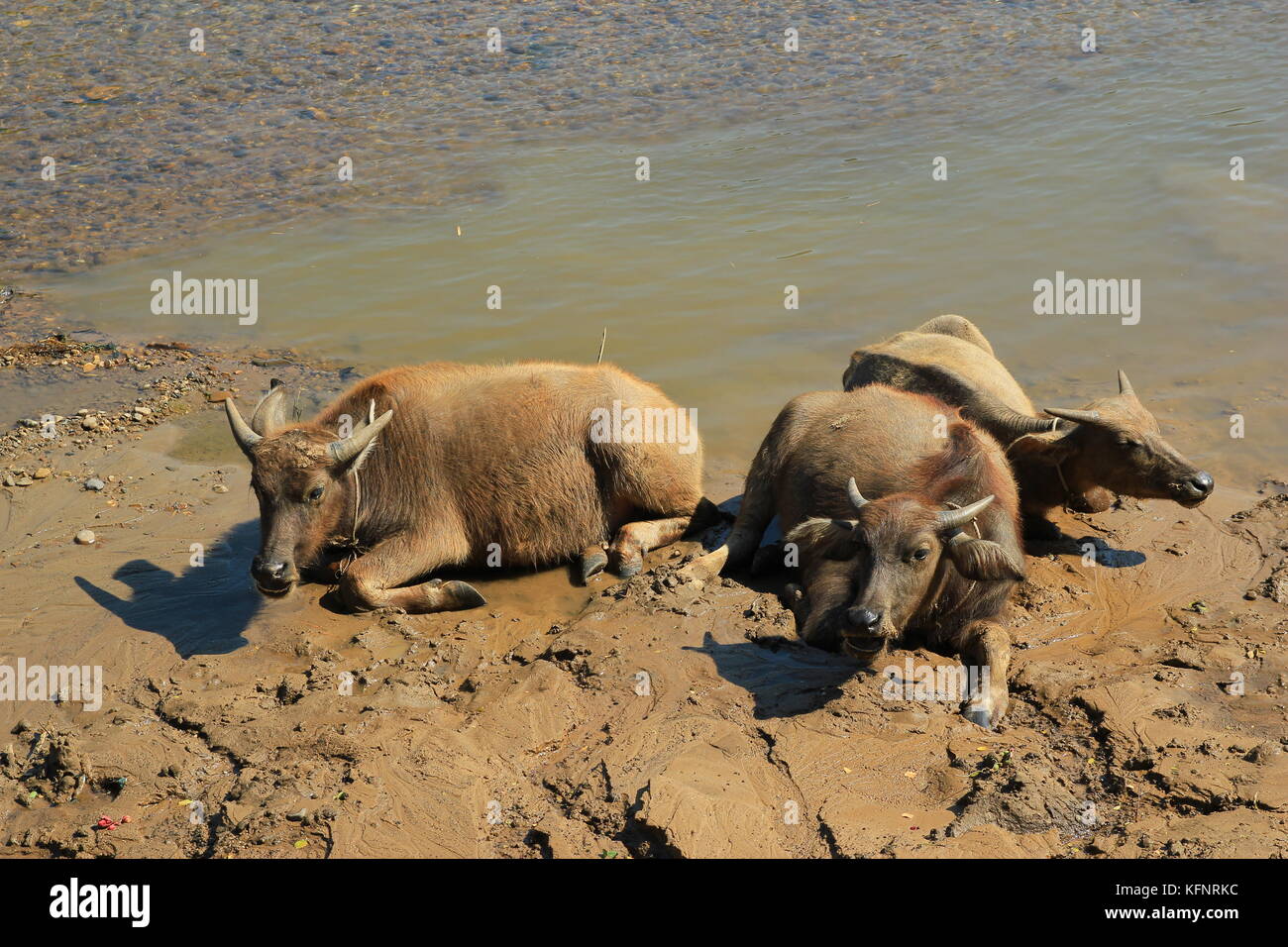 Water buffalo in philippines hi-res stock photography and images - Alamy