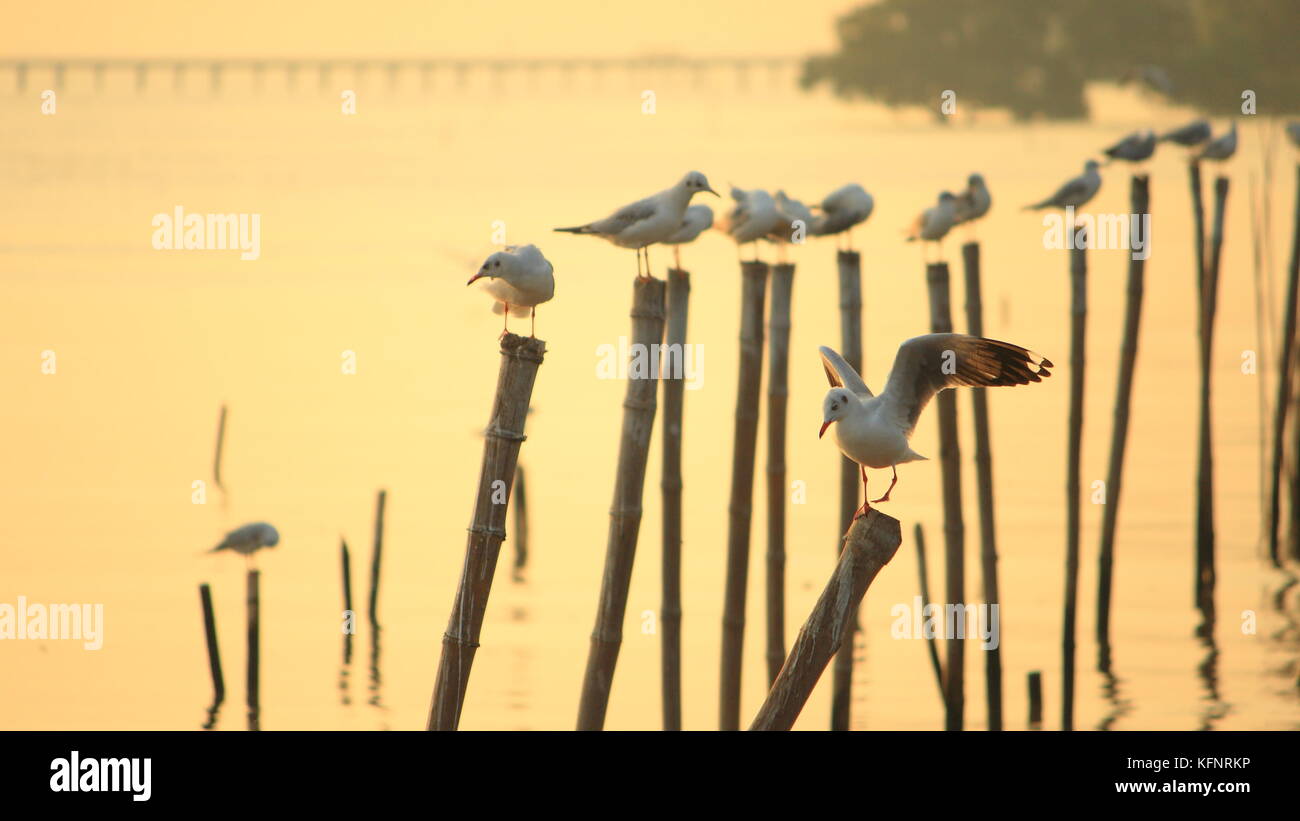 Seagull perching on a bamboo post on sea background in during sunset ...