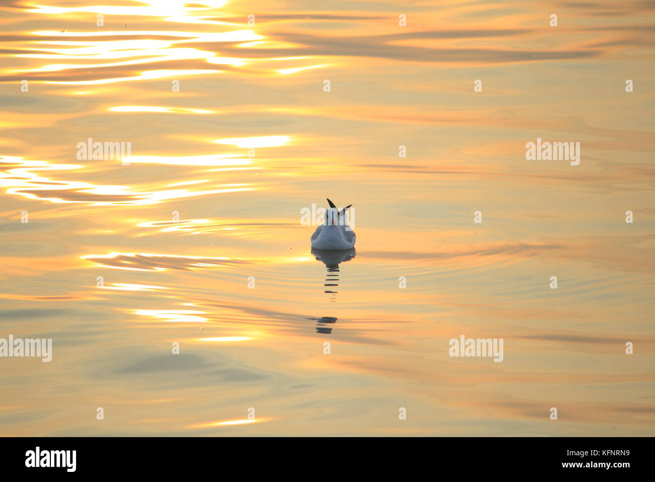 seagull floating on water surface. Sunset time Stock Photo - Alamy
