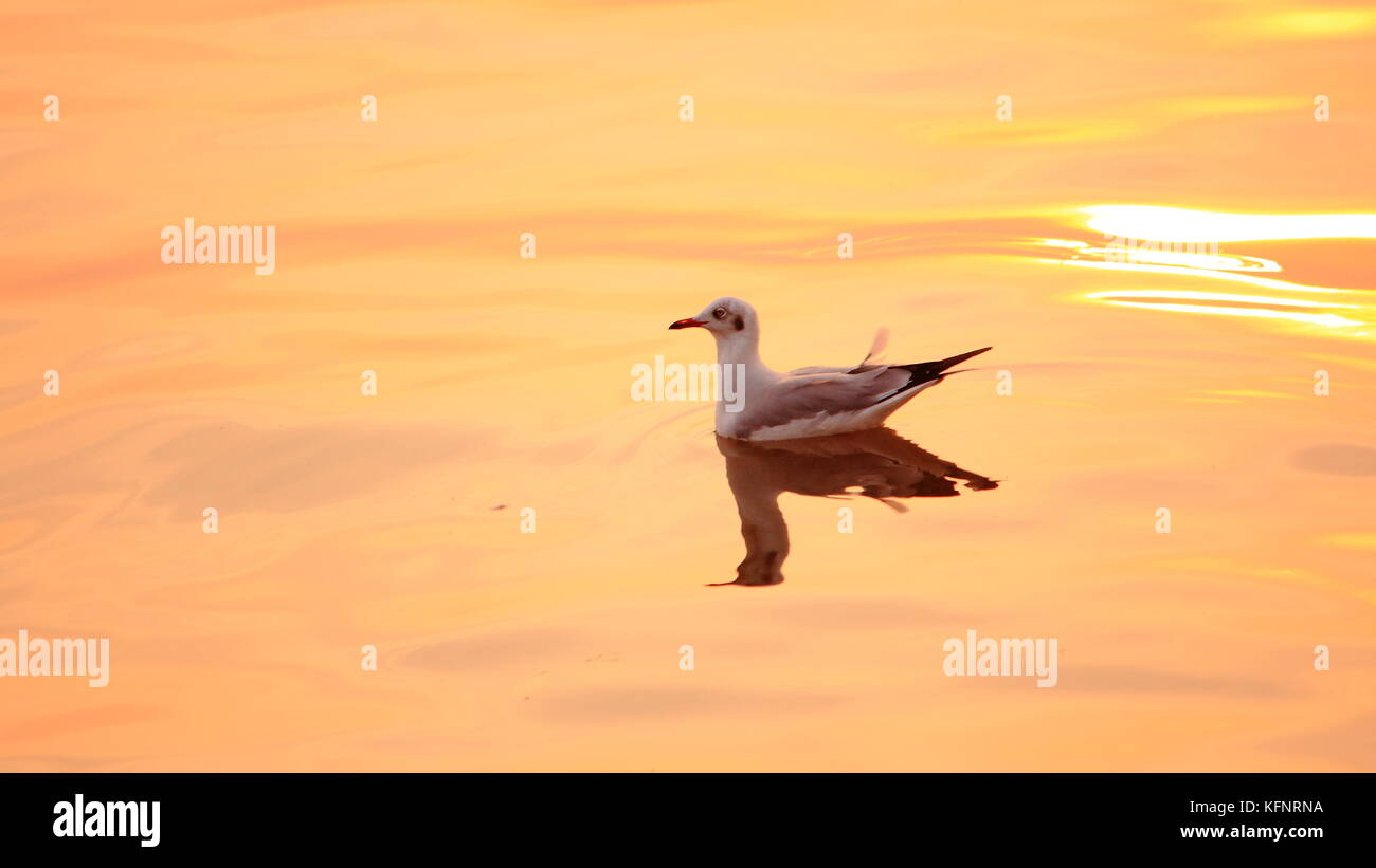 seagull floating on water surface. Sunset time Stock Photo - Alamy