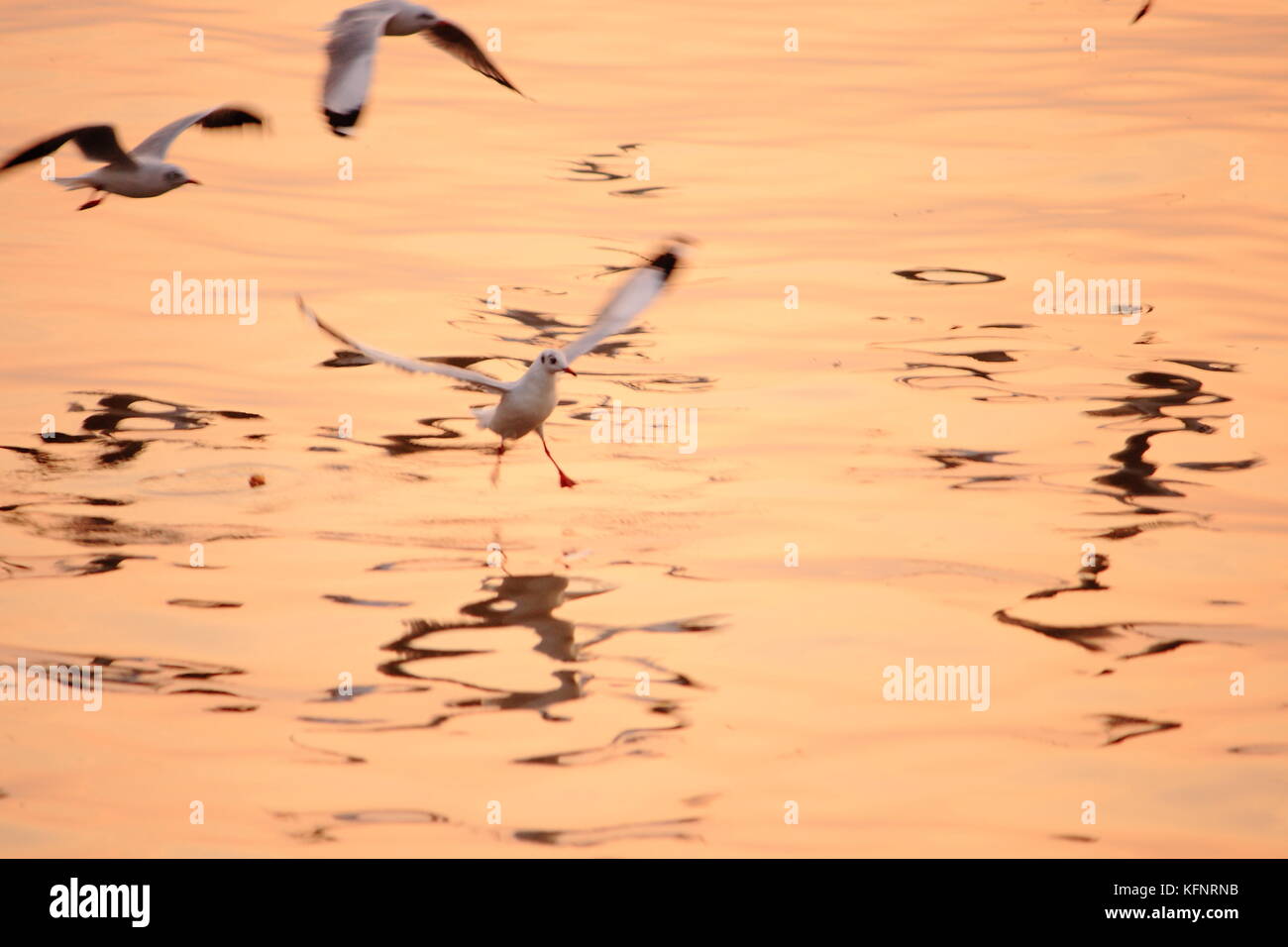 seagull floating on water surface. Sunset time Stock Photo - Alamy