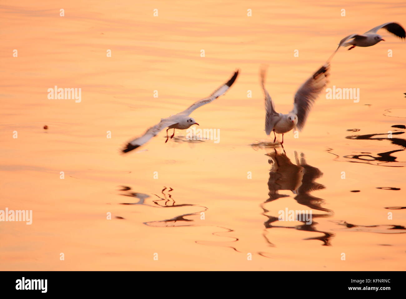 seagull floating on water surface. Sunset time Stock Photo - Alamy