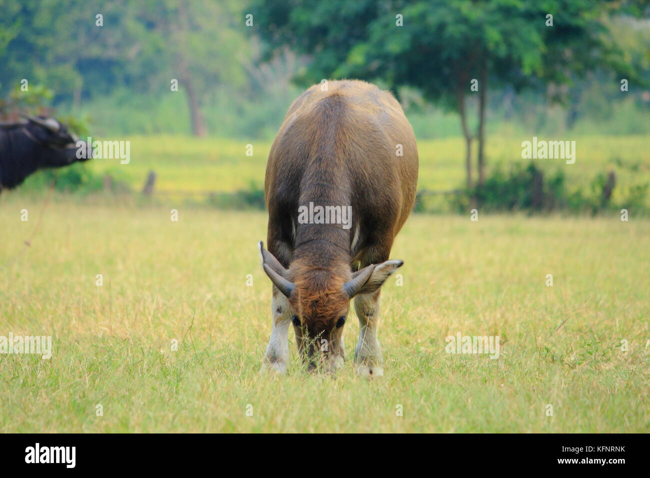 a group of young buffaloes in a grass field Stock Photo - Alamy