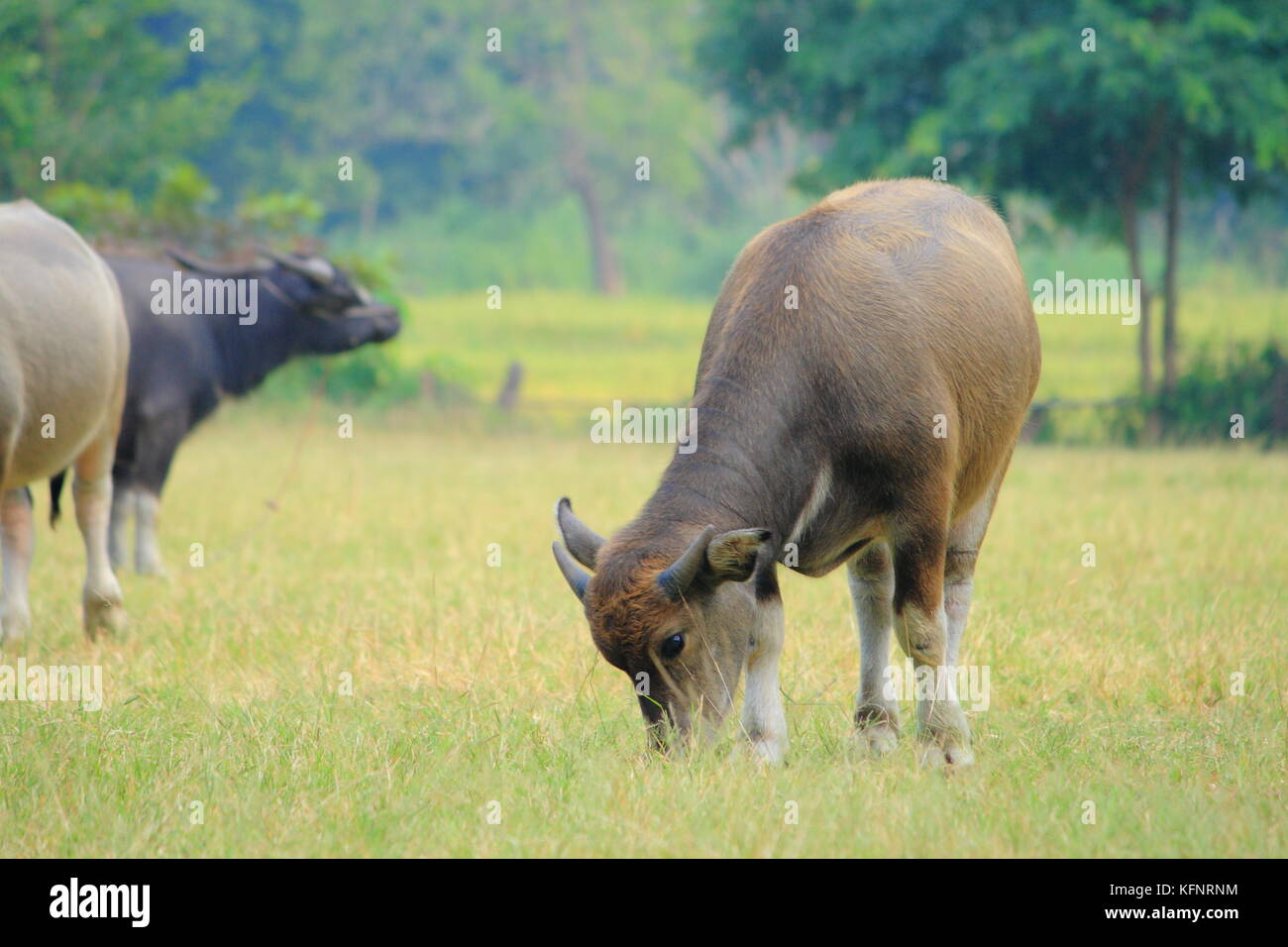 Group buffaloes grazing grass in hi-res stock photography and images ...